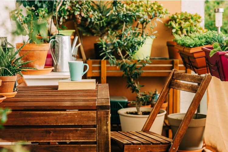 Balcony Privacy: Best Plants to Grow as Privacy Screens - Point2 News
